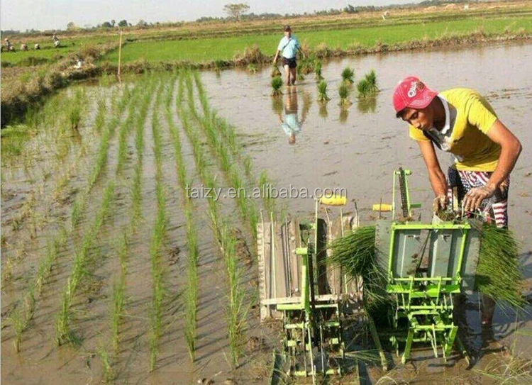 Manual Two Rows Rice Seedlings Transplanter for Sale
