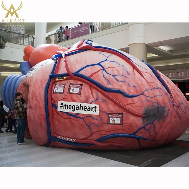 Lifelike Inflatable Heart Body For Exhibition - Buy Inflatable Body ...