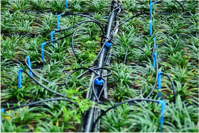 China Drip Agriculture And Farm Irrigation System Pc Dripper For Four ...