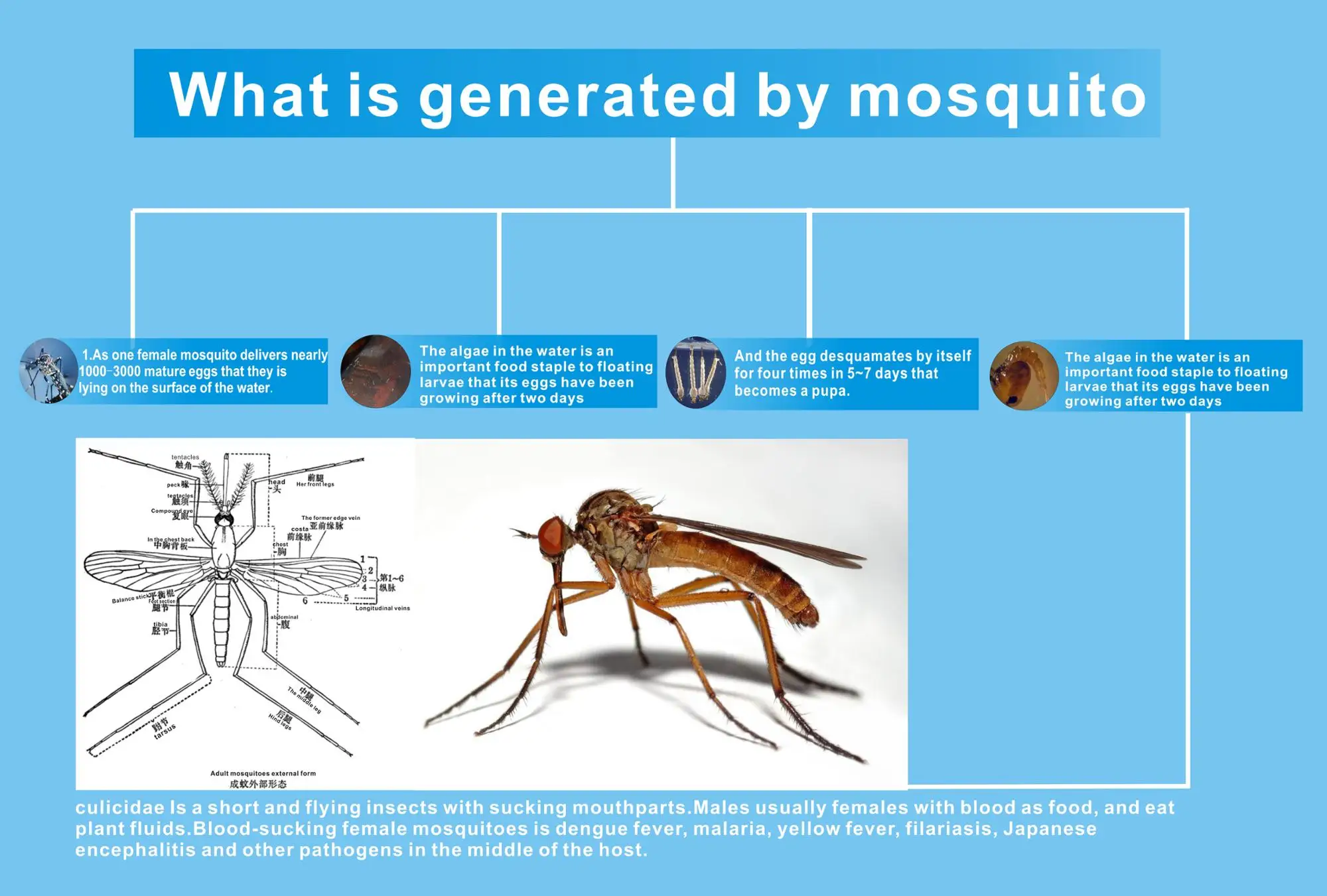 Mosquito Killer New Formula Insecticide Spray - Buy Insecticide Spray ...