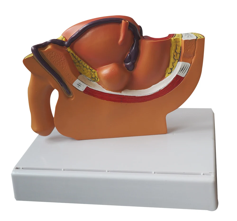 1:1 Female Genital Urinary System Pelvis Model - Buy Female Genital ...