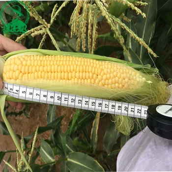 Alibaba Best Sellers Of Vacuum Sweet Corn Cob - Buy Alibaba Best Seller ...