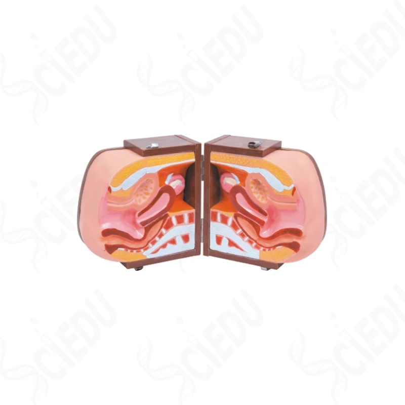 Advanced Contraception Guidance Model for Women IUD Training Simulator