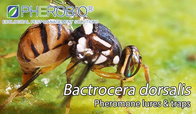 Bactrocera Dorsalis Pheromone Lure - Buy Dacus Dorsalis,Oriental Fruit ...