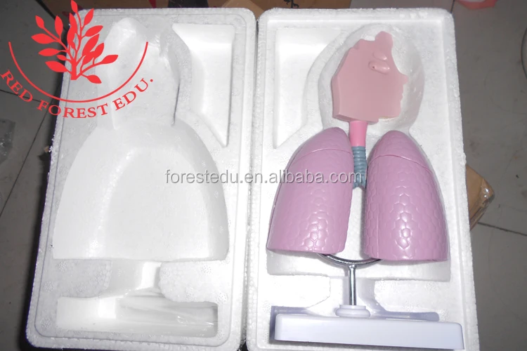 Human Respiratory System Anatomical Model - Lung Cancer Model