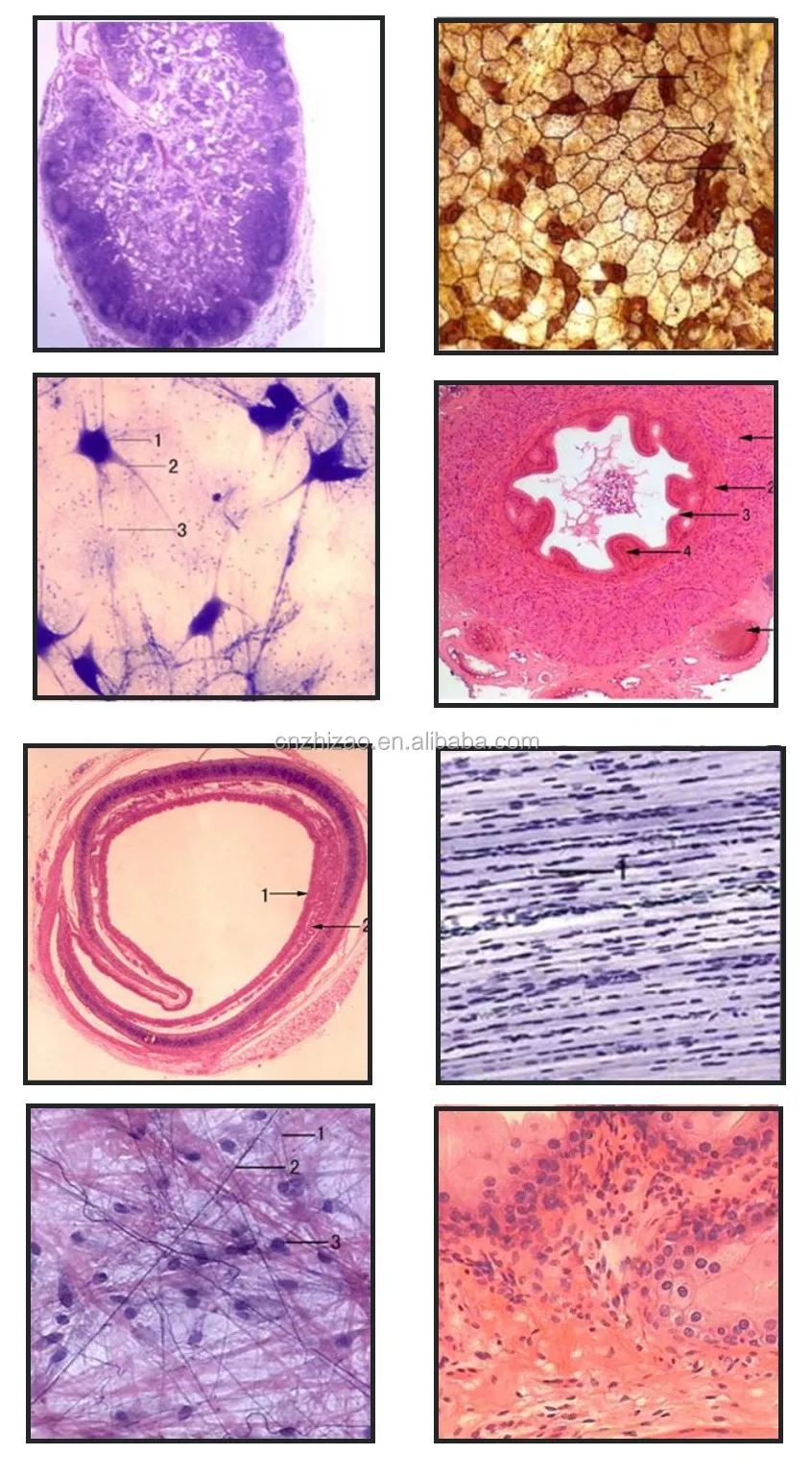 25 Kinds Of Human Histology Microscope Prepared Teaching Slides - Buy ...