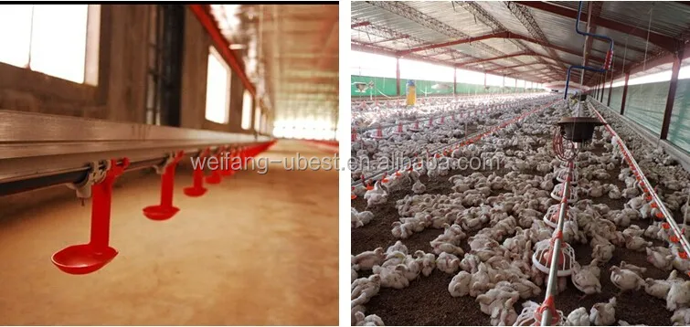 Turnkey Poultry Farm Design - Efficient Chicken Broiler Farming