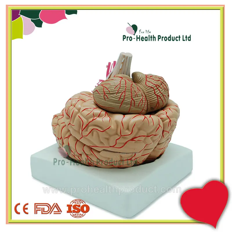 3D Brain Anatomy Model for Medical Teaching - OEM Quality