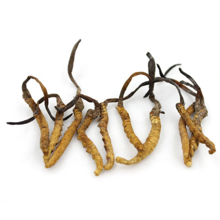 Organic Tibet Cordyceps Sinensis/ophiocordyceps Sinensis For Wholesales ...