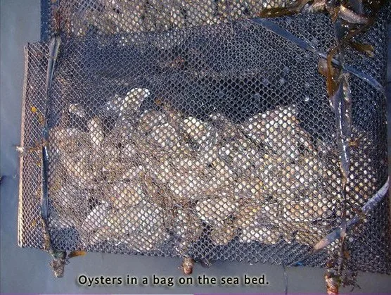 Oblong HDPE Float oyster Growing Bags 4x4mm-20x20mm Mesh Size| Alibaba.com
