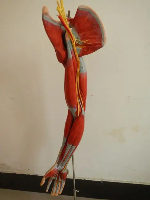 Medical Muscles Of Arm Model,Human Arm Model - Buy Human Arm Model ...