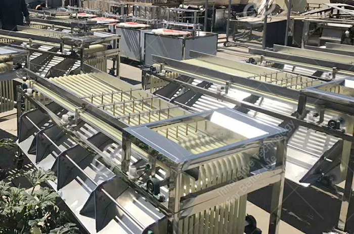 GELGOOG Cherry Tomato Sorter Machine - Efficient & Reliable