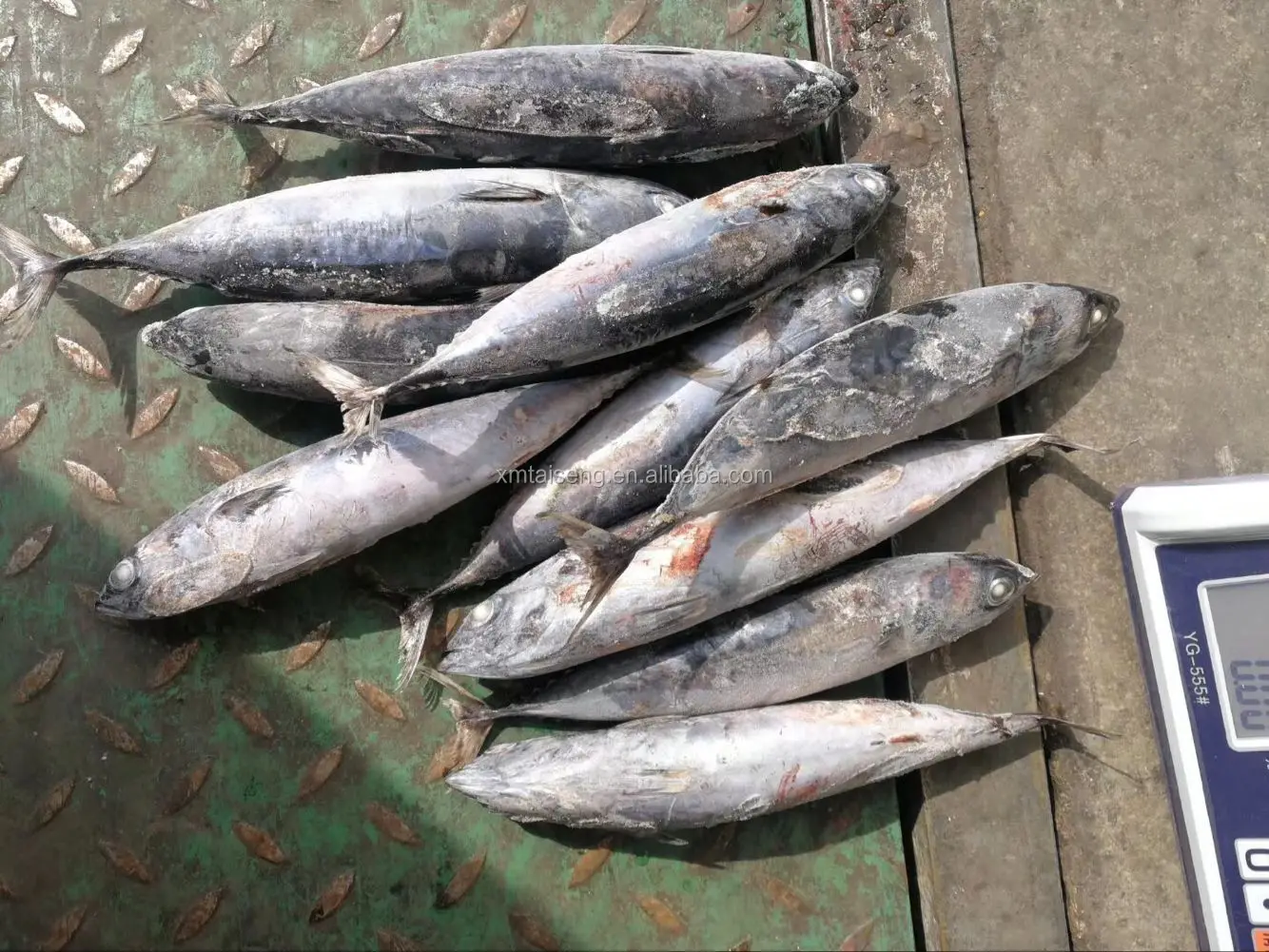 Frozen Bonito Fish Whole Round - Premium Tuna for Sale