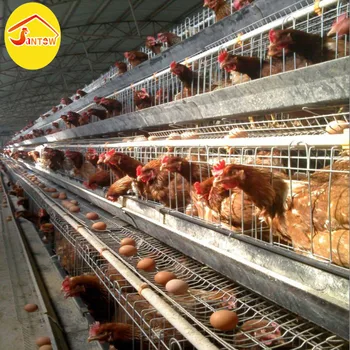 Automatic Chicken Layer Cages Poultry Cage Poultry Layer Farm In ...