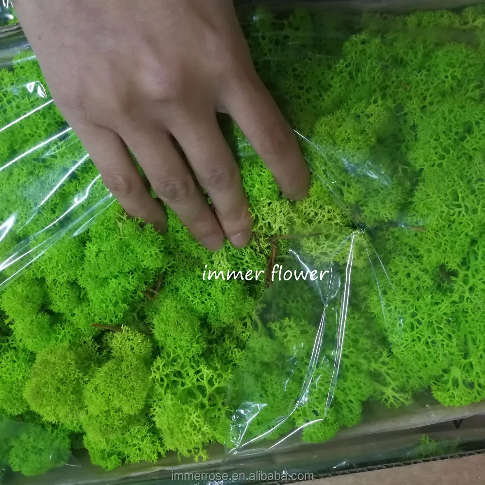 Widely Supply Green Moss Preserved Moss Make Moss Wall - Buy Moss ...