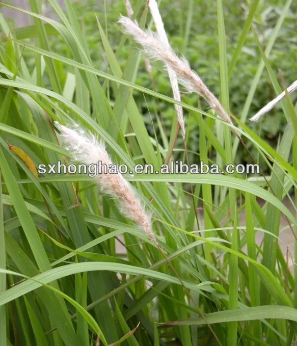 Imperata Cylindrica Root Extract Skin Care - Buy Imperata Cylindrica ...