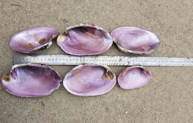 Good Quality Raw Pink Shell Stock In Best Price - Buy Pink Shell,Pink ...