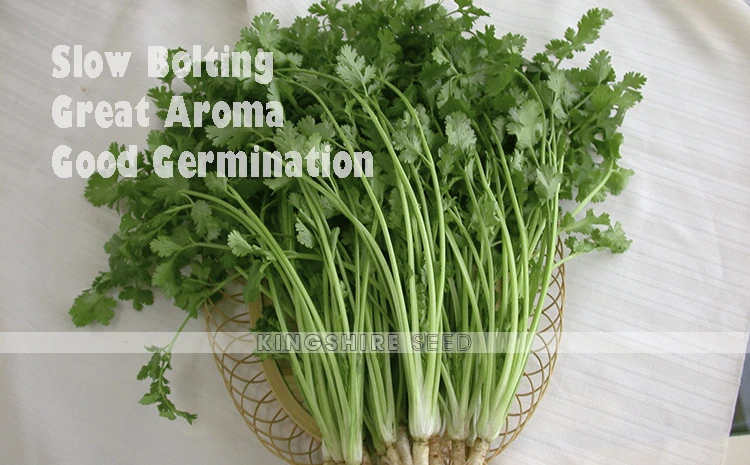 Highly Aromatic Chinese Parsley Seed For Sowing - Buy Coriander Seed,Cilantro,Yan Sui Product on ...