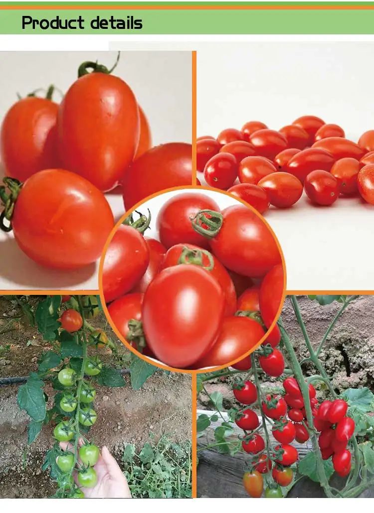 Early Maturing Hybrid Cherry Tomato Seeds Can Be Harvested - Buy F1 ...