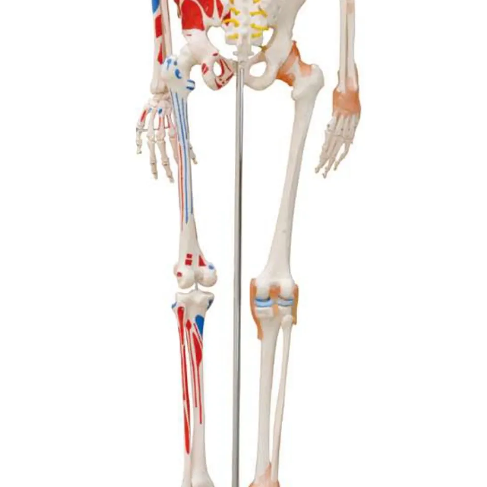 Skeleton Model With Colored Muscle And Ligament Of 180cm,Skeleton ...