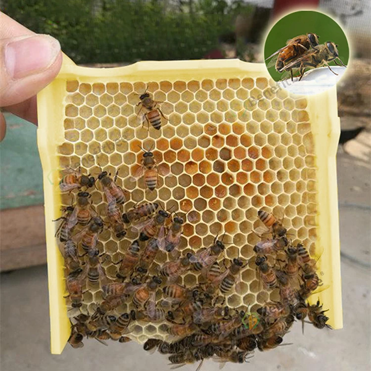 Benefitbee Plastic Box - Honey Queen Bee Hive & Mating