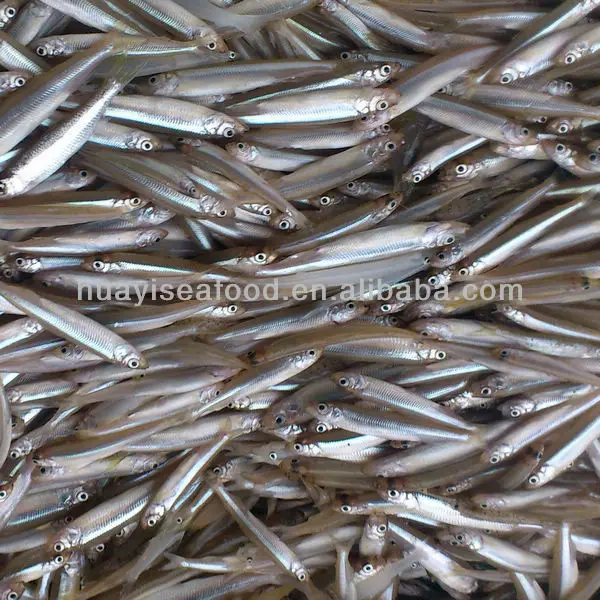 High Quality Frozen Whole Lake Smelt - Buy Frozen Whole Lake Smelt,Lake ...
