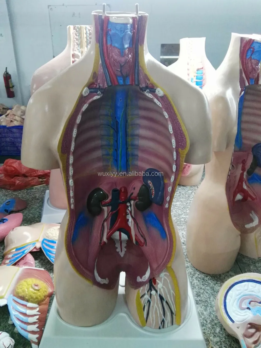 32 Parts Human Anatomical Torso Model - Buy Human Torso,Anatomical ...
