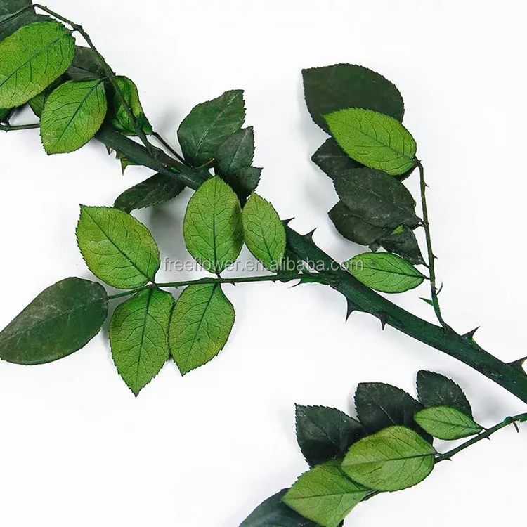 Supply Fresh Preserved Rose Stem For Diy Preserved Flower Craft - Buy ...