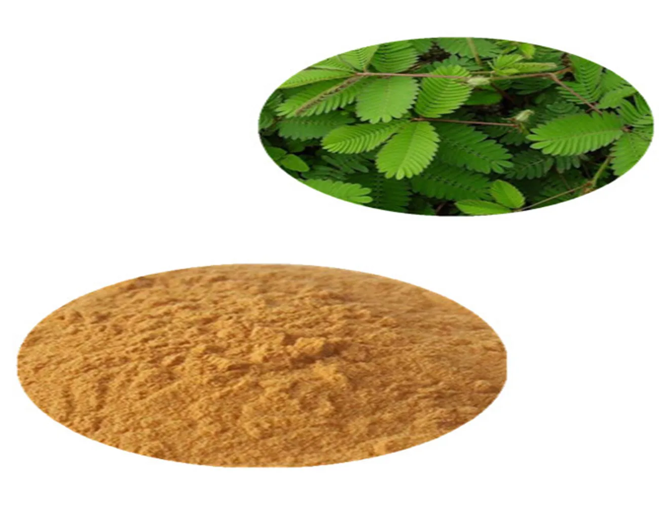 Best Selling Products Of Fresh Mimosa Hostilis Root Extract Powder ...