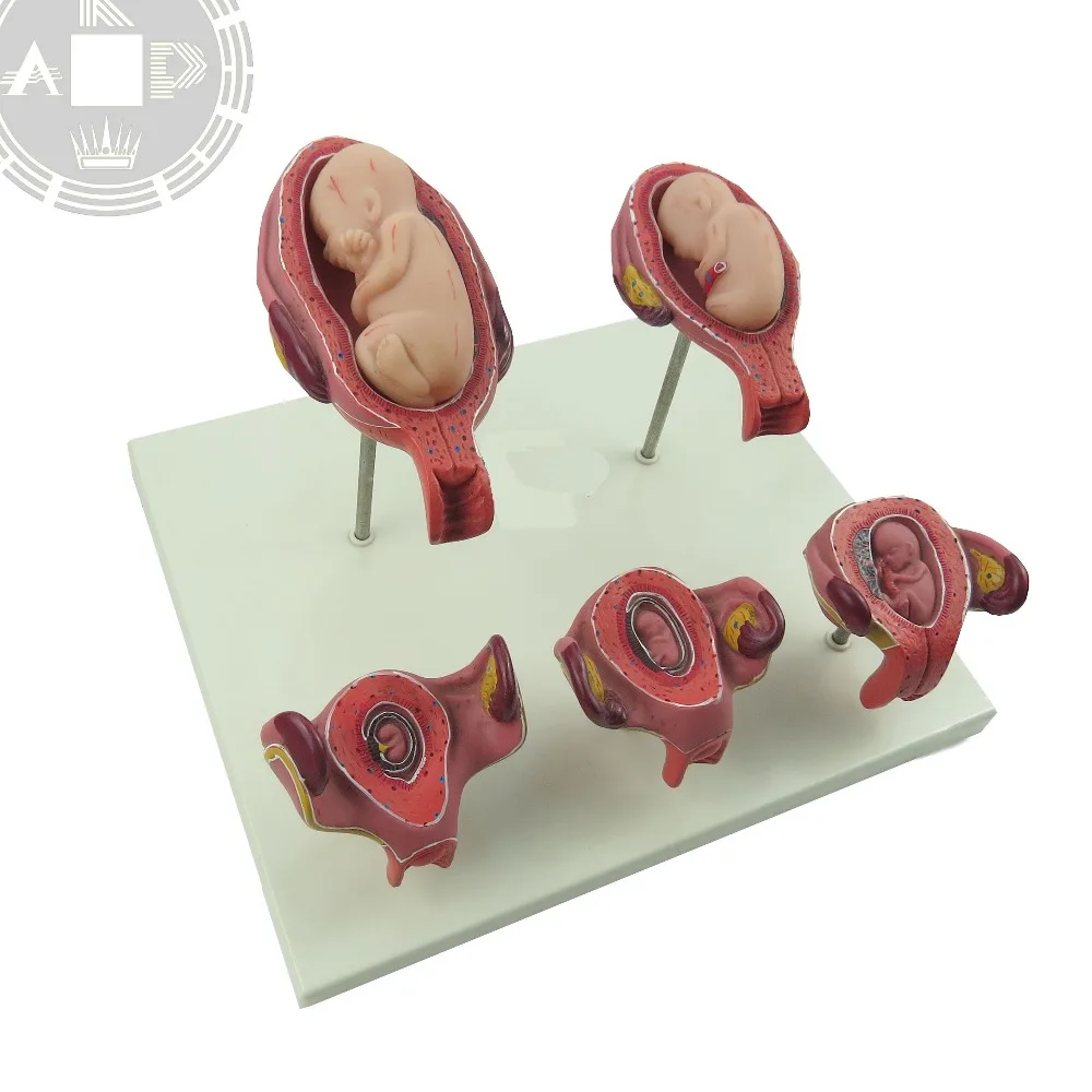 Advanced Anatomical Pregnancy Model Fetus Development Model Of Female ...