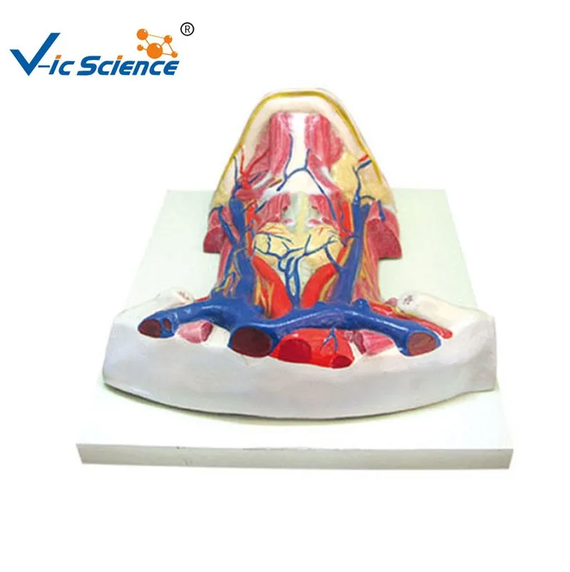 Plastic Medical Anatomy Cervix With Muscles Model Anatomy Model - Buy ...