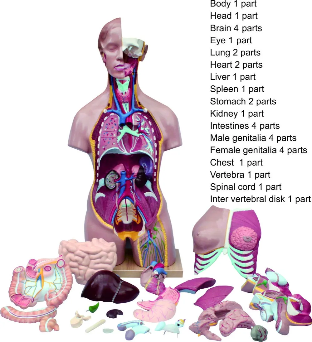 Human Male And Female Torso 32parts - Buy Human Torso Model,Anatomical ...