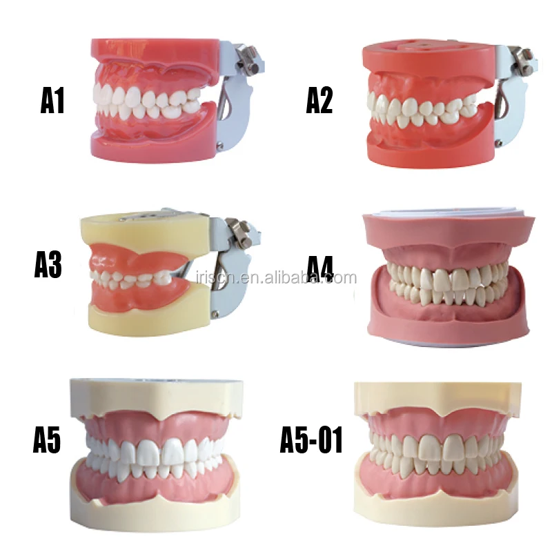 Dental Model Teeth Typodont Occluder With Articulator - Buy Plastic ...