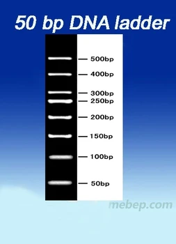 50 Bp Dna Ladder - Buy Dna Ladder Product on Alibaba.com