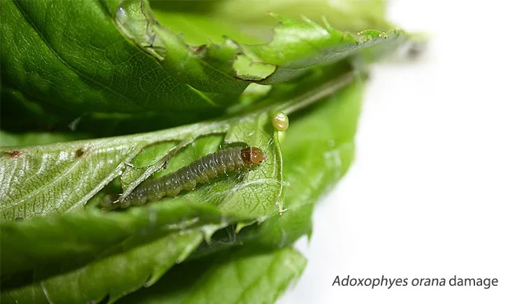 Summer Fruit Tortrix Adoxophyes Orana Pheromone Lure Pheromone Trap ...