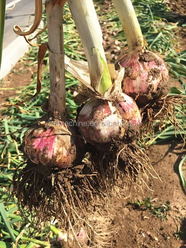 High Capacity Garlic Planting Machine - Efficient Seeding