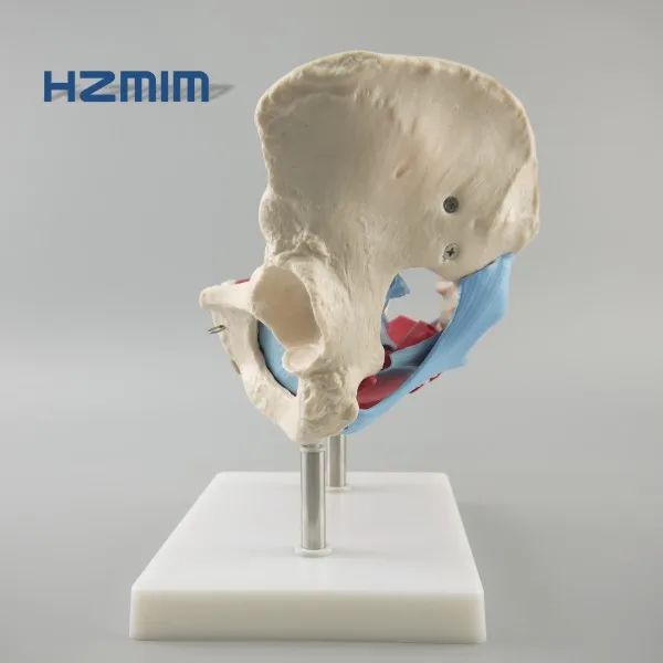 Female Pelvic Model with Muscles and Organs - HZMIM