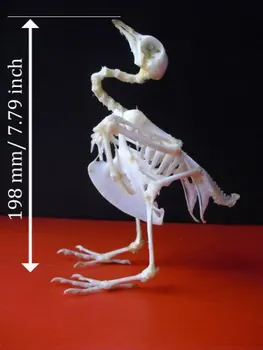 Pigeon/dove Bird Skeleton - Buy Skeleton Product on Alibaba.com