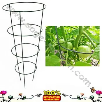 Japanese Tomato Ring Growing Technique