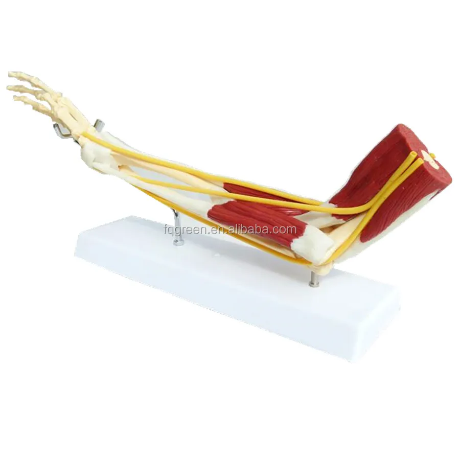 Foot Muscle Hierarchical Anatomy Of The Plantar Muscle Model - Buy ...