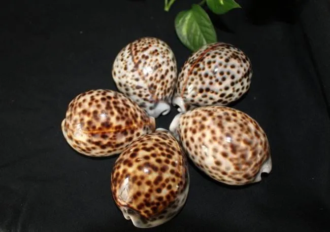 Big Wholesale Tiger Cowrie Seashells - Natural Crafts