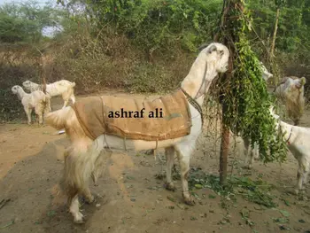 Huge Indian Goat Breed Available - Buy Indian Goat Product on Alibaba.com
