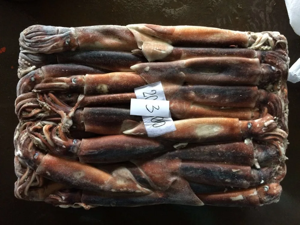 New Arrival Frozen Squid Chocolate Illex Argentina Squid - Buy ...
