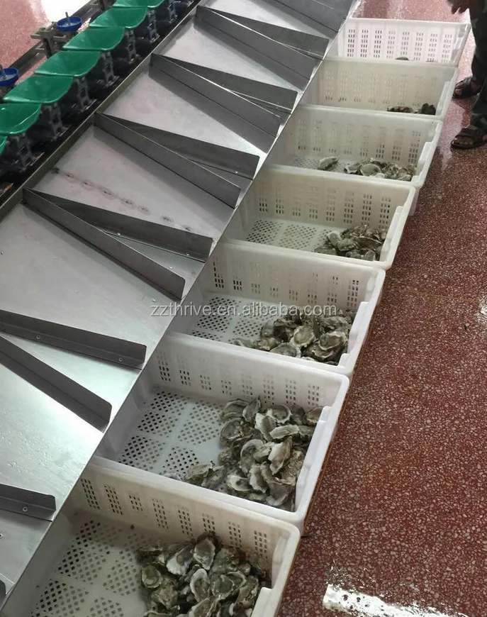 Live Oysters Sorting Machine,Grading Product Line - Buy Live Oysters ...