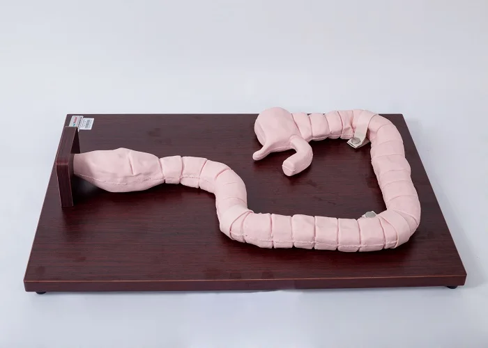 Colonoscopy Simulator - Advanced Training for Medical Science
