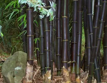 Timor Black Bamboo (bambusa Lako) 10 Seeds - Buy Black Bamboo Seeds For ...
