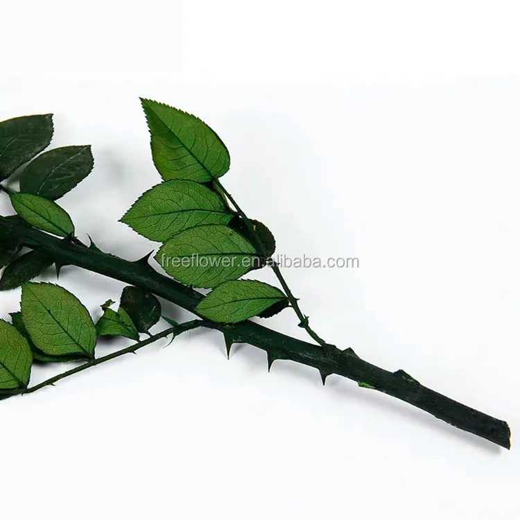 Supply Fresh Preserved Rose Stem For Diy Preserved Flower Craft - Buy ...