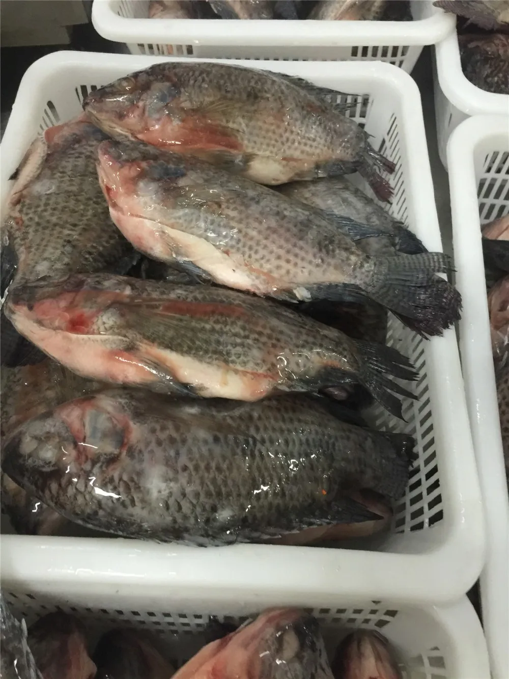 Whole Tilapia Fingerlings Prezzo From Farm Buy Whole Tilapiatilapia Fingerlingstilapia