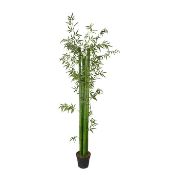 2.3m Tall Bamboo Plant Indoor Bamboo Tree - Buy Tall Bamboo Tree,Tall ...