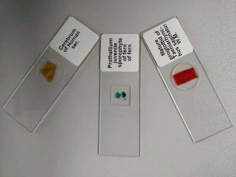 Silanized Microscope Slides,Glass Slides - Buy Microscope Slides ...